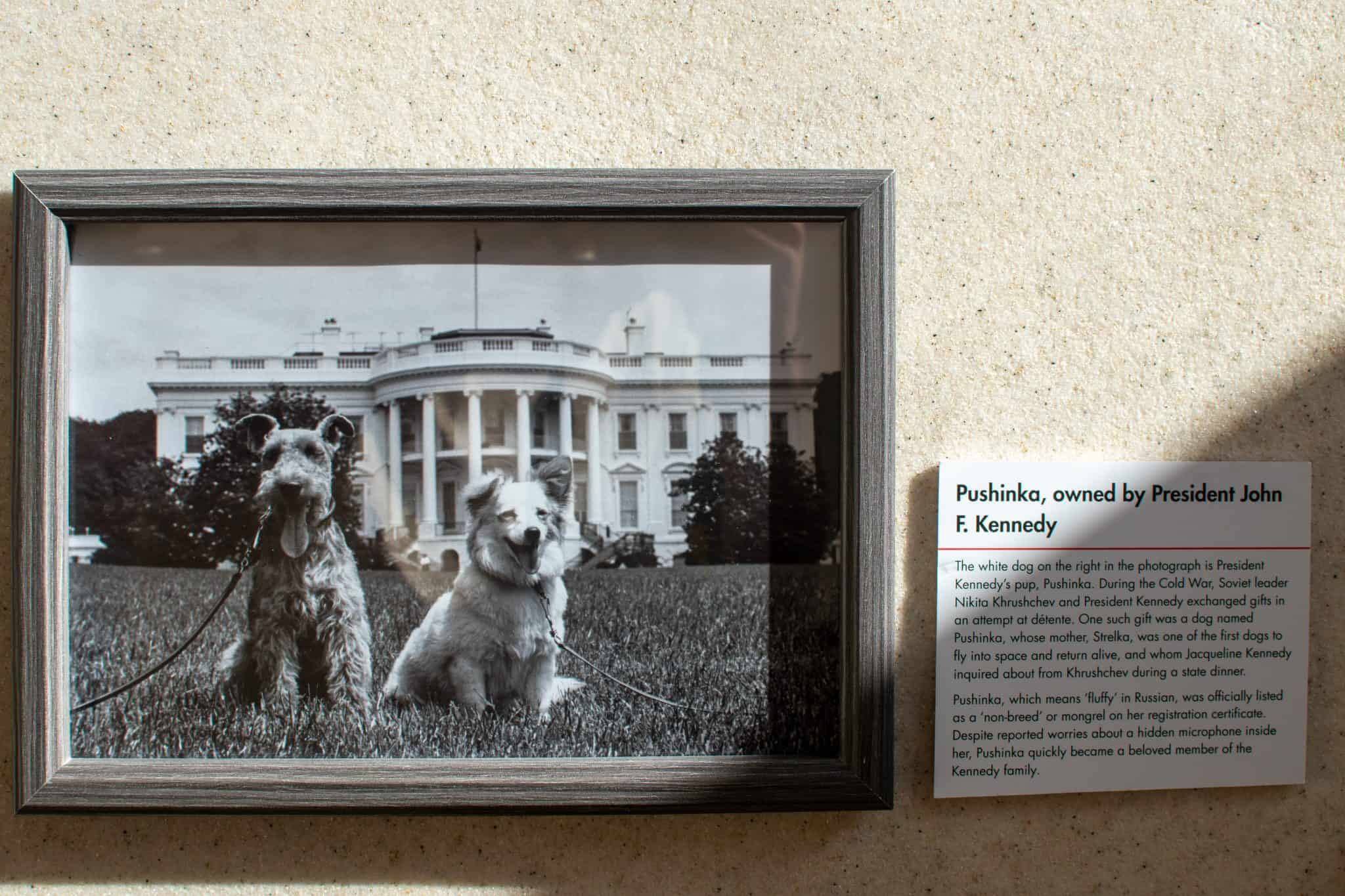Heritage Highlights 8 – Museum of Dogs