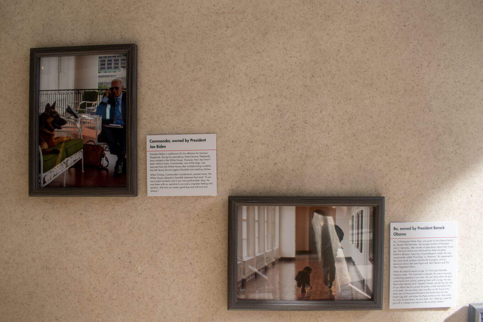 Heritage Highlights 8 – Museum of Dogs